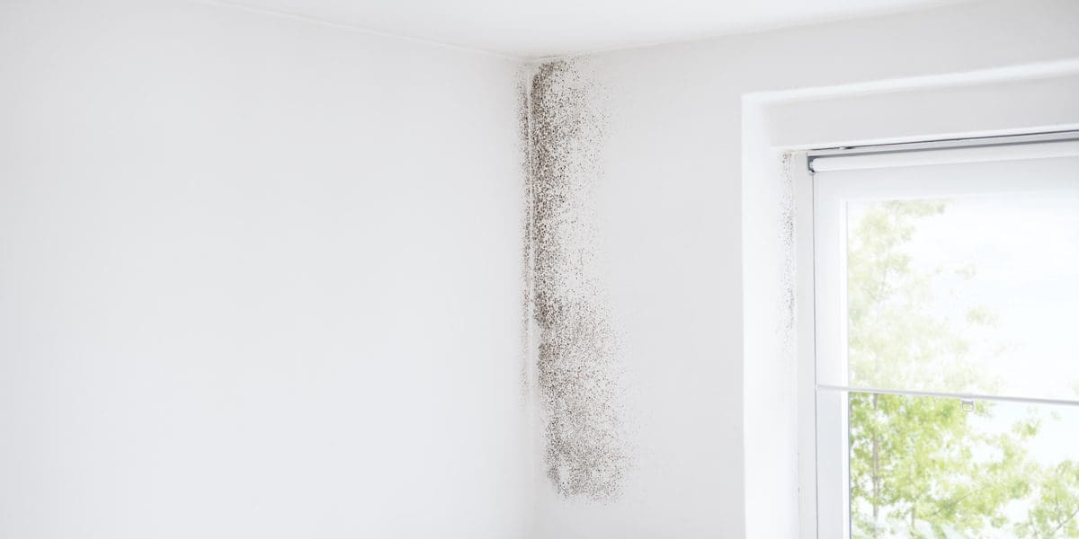 When Does Mold Become a Problem? | Mold Remediation